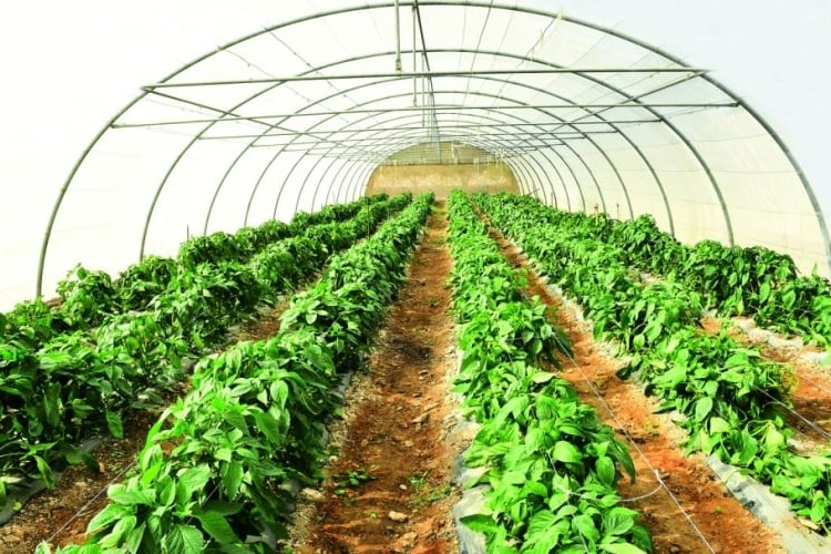 150 billion EGP.. A new government initiative to support industry and ...